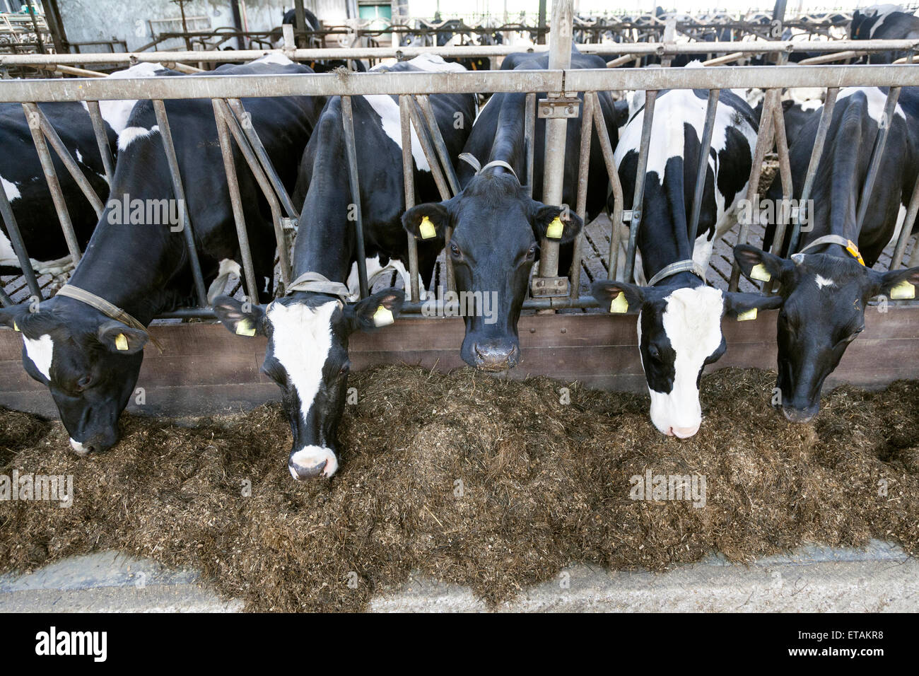 black and white cows stick their heads through stable bars to eat Stock ...
