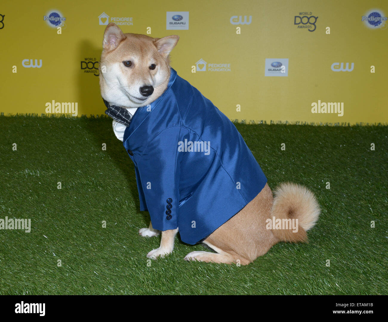 George Lopez hosts The World Dog Awards 2015 at Barker Hangar in Santa ...