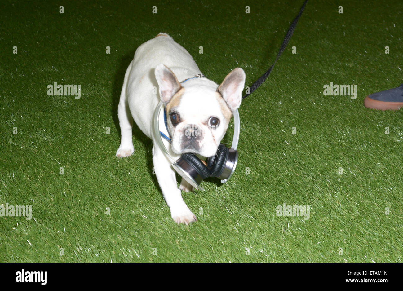 George Lopez hosts The World Dog Awards 2015 at Barker Hangar in Santa ...