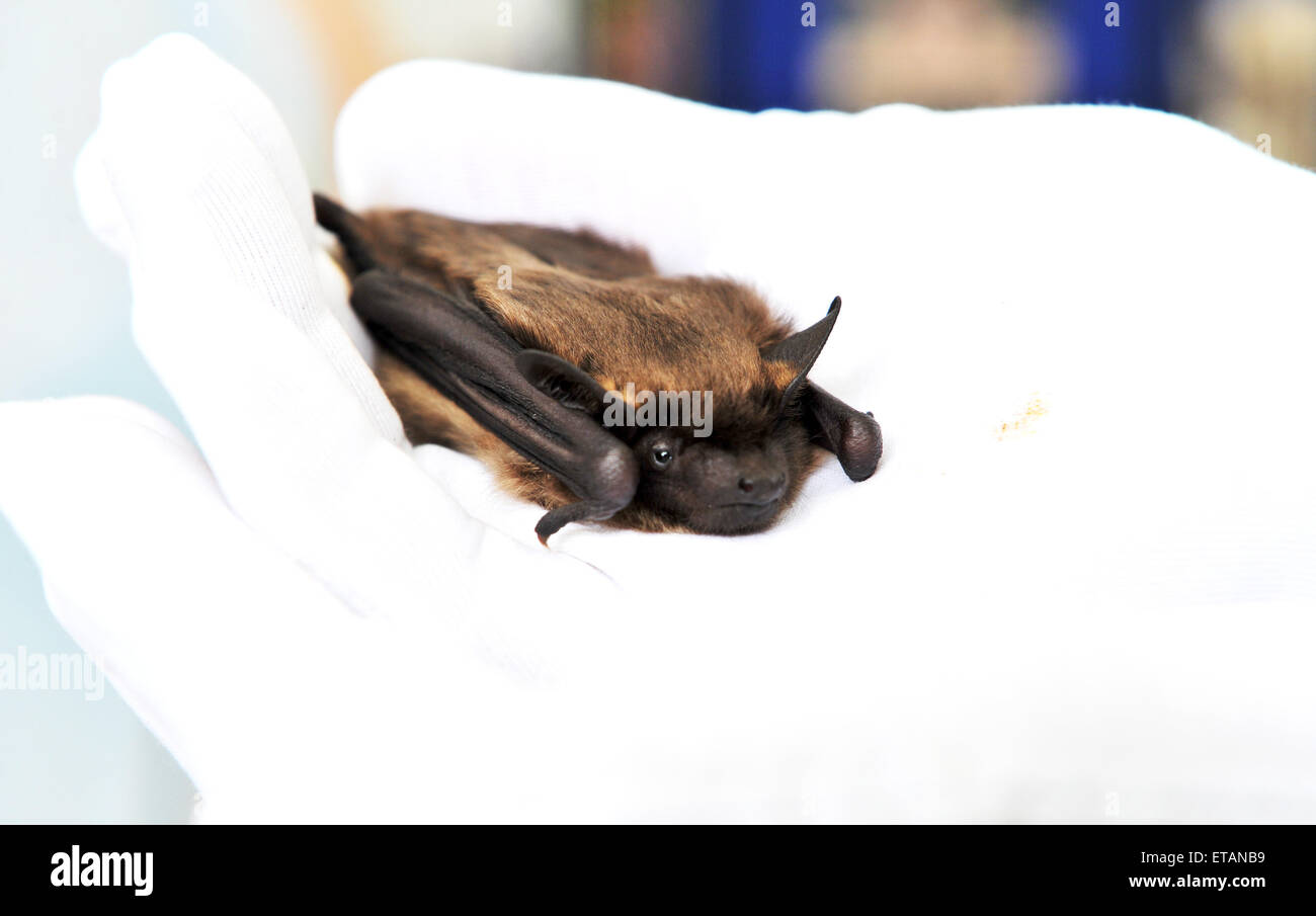 Serotine bat hand hi-res stock photography and images - Alamy