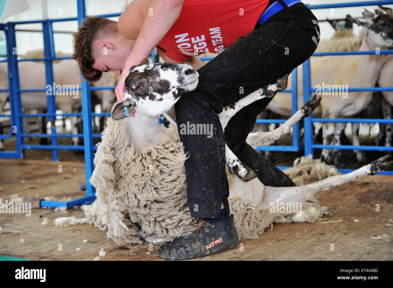 Ardingly Sussex UK 12th June 2015 - Sheep shearing competition with students from Plumpton ...