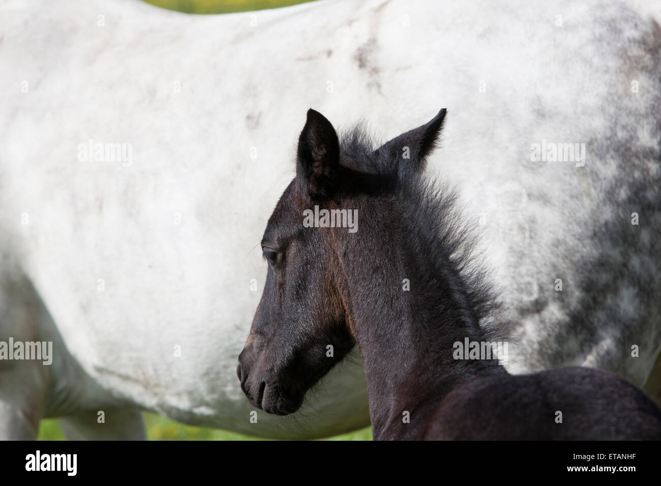 head of dark brown foal against white background of mare Stock Photo ...