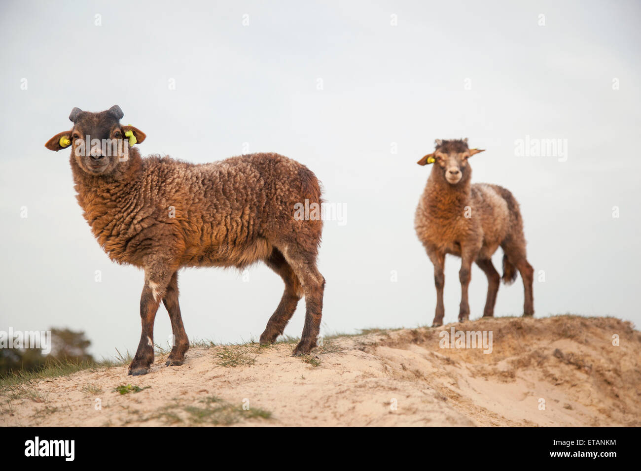 Dutch Brown Sheep High Resolution Stock Photography and Images - Alamy
