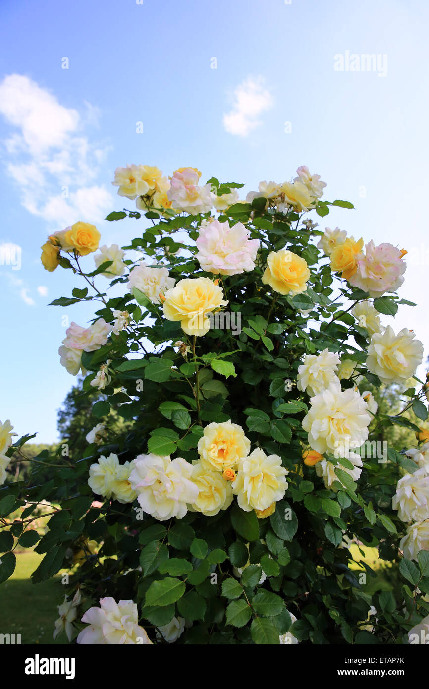 Roses in the garden Stock Photo - Alamy