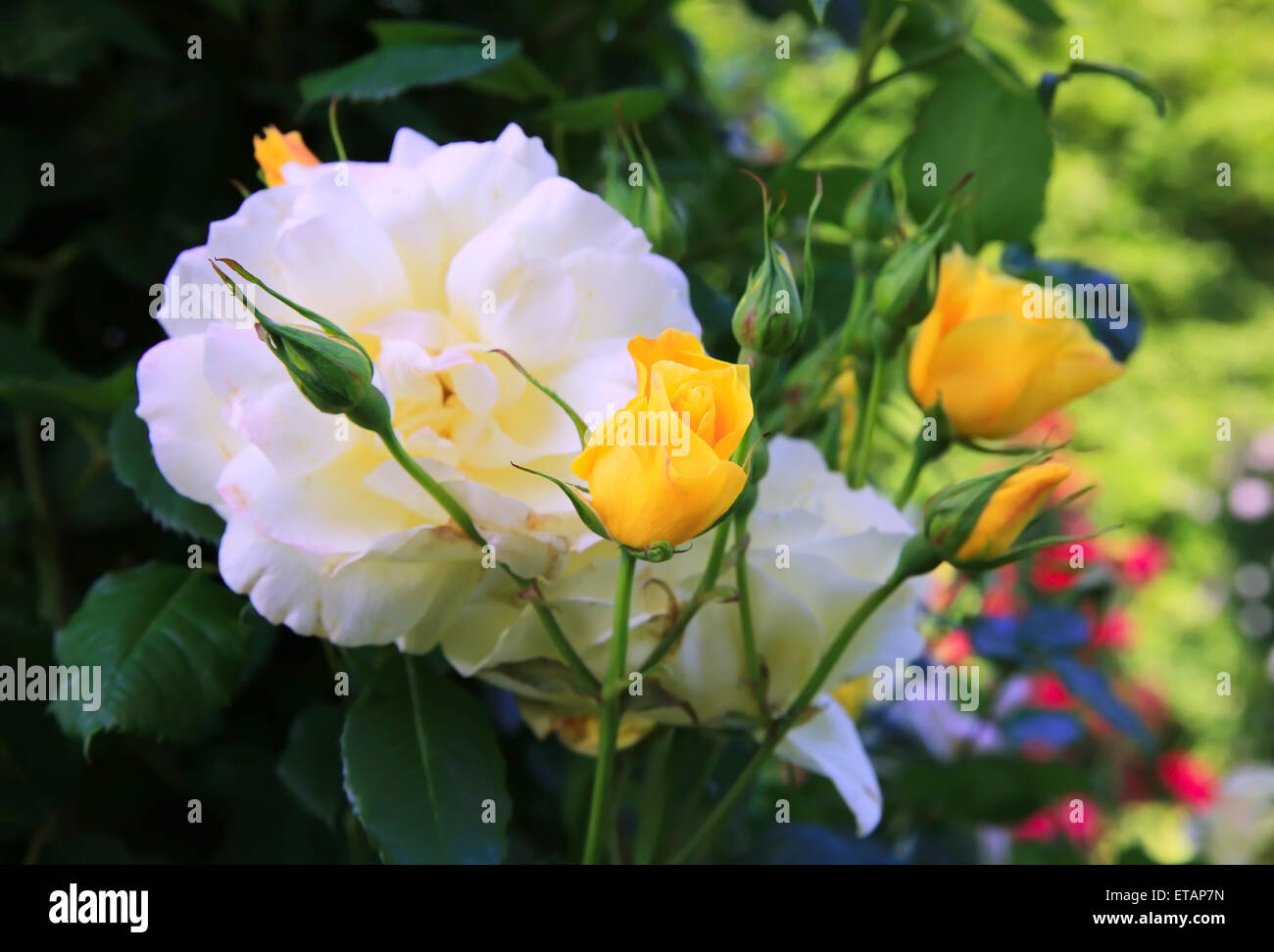 Roses in the garden Stock Photo - Alamy