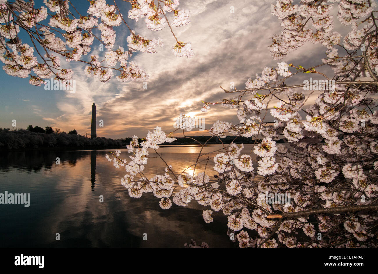 Spring cherry blossoms in Washington, DC Stock Photo - Alamy