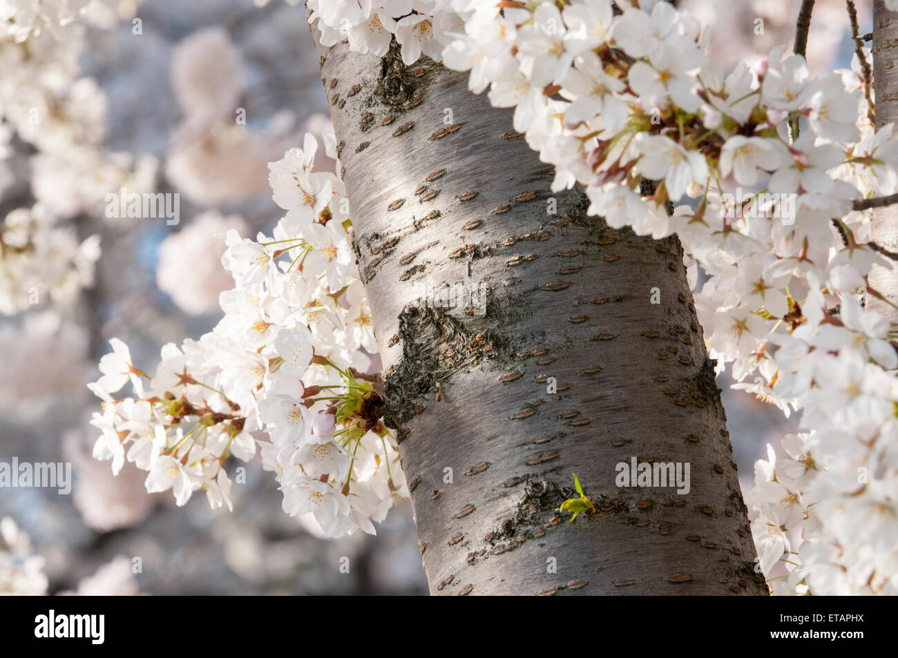 Cherry trees with pink flowers in the park cherry blossom festival hi ...
