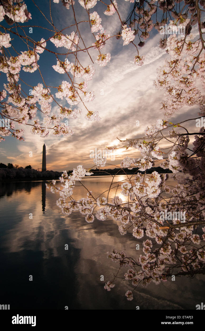 Cherry blossom tree silhouette hi-res stock photography and images - Alamy