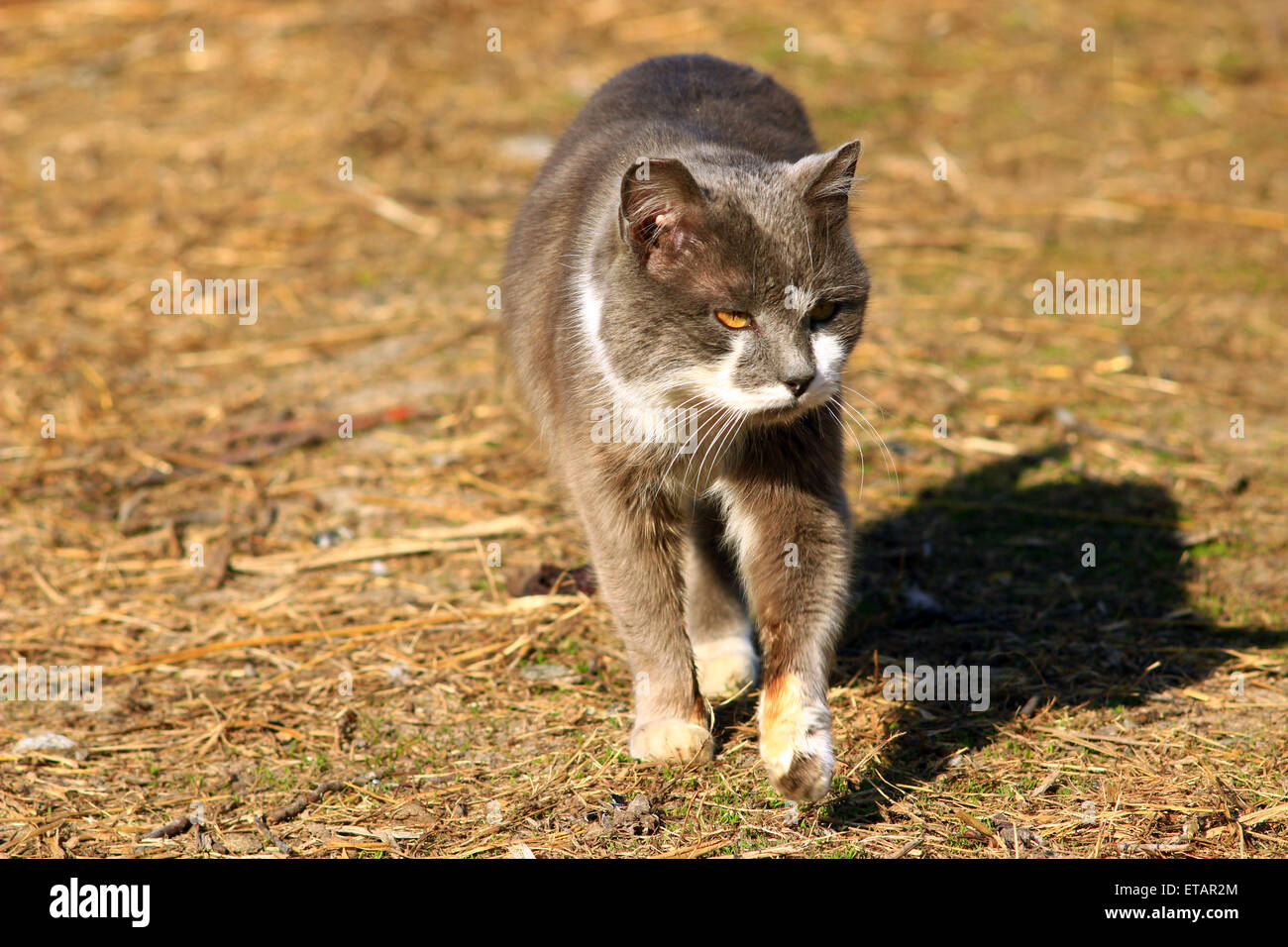 Cat going for a walk hi-res stock photography and images - Alamy
