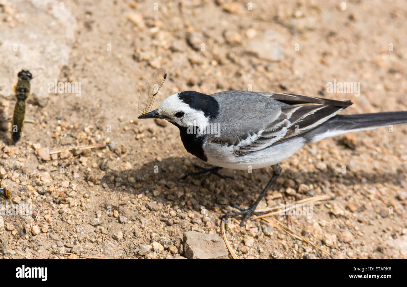 bird eats a dragonfly Stock Photo - Alamy