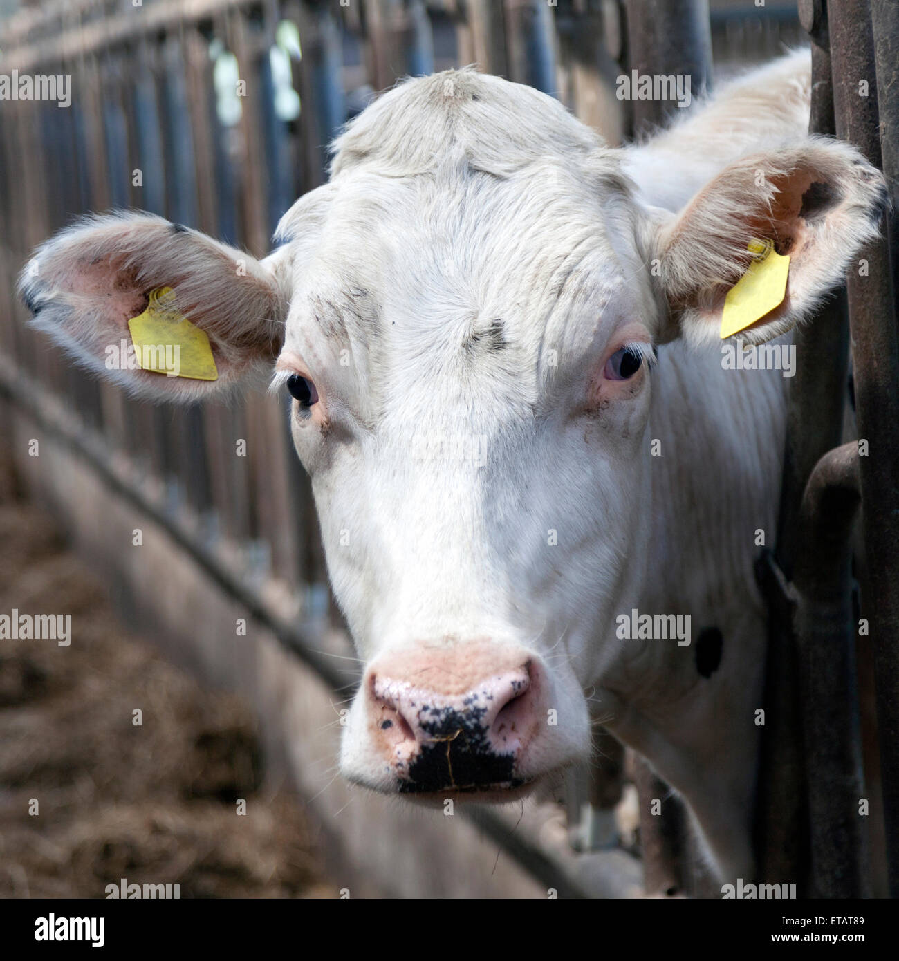 Iron cow hi-res stock photography and images - Alamy