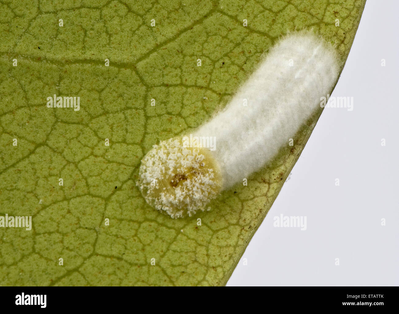 Cushion scale insect, Pulvinaria floccifera, laying eggs on the ...