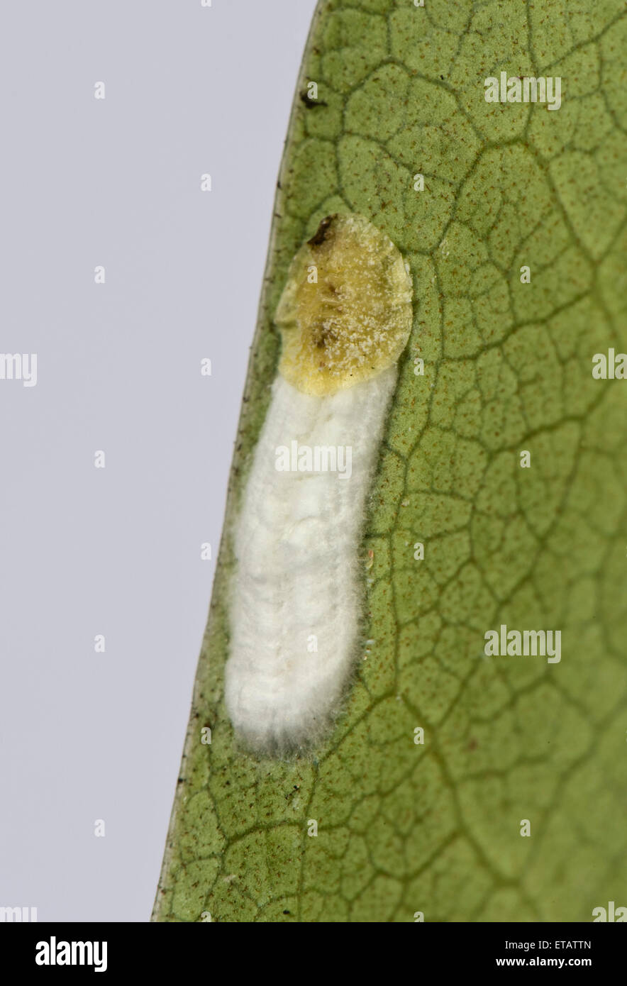 Insect eggs hi-res stock photography and images - Alamy