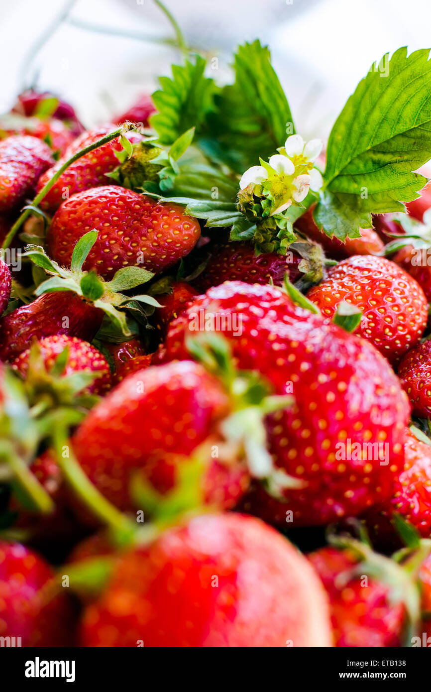 Bunch of fresh strawberries with leaves and blossom closeup Stock Photo ...