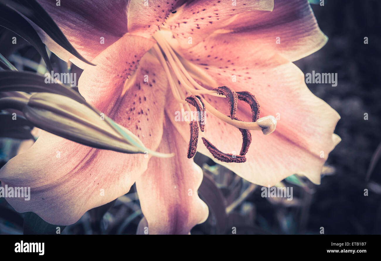 Lily flower background hi-res stock photography and images - Alamy