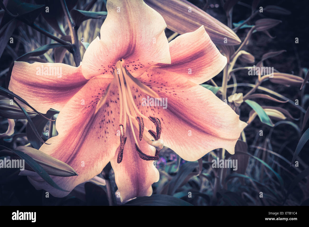 Lily flower background hi-res stock photography and images - Alamy