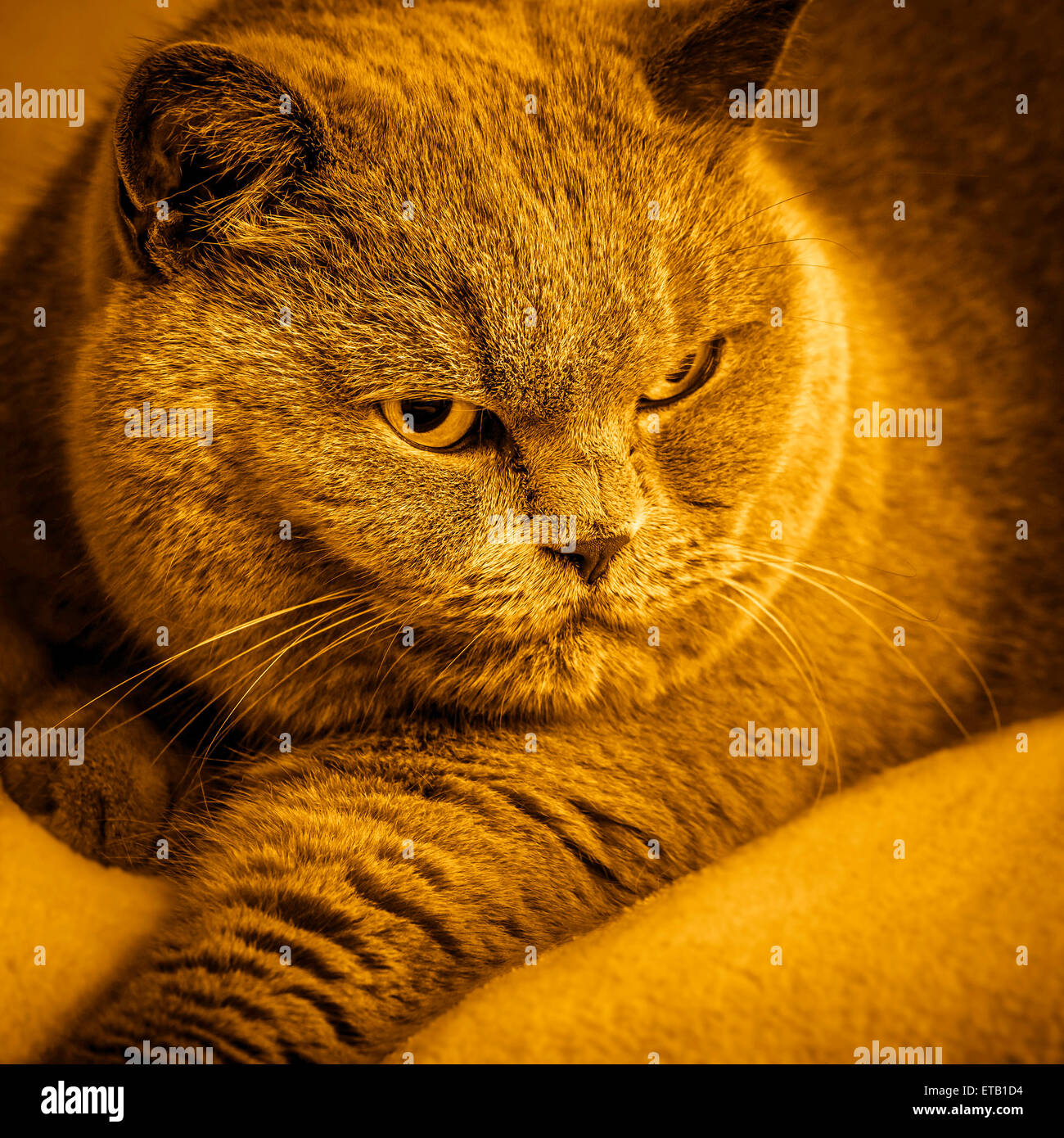 Portrait of old adorable purebred british cat Stock Photo - Alamy