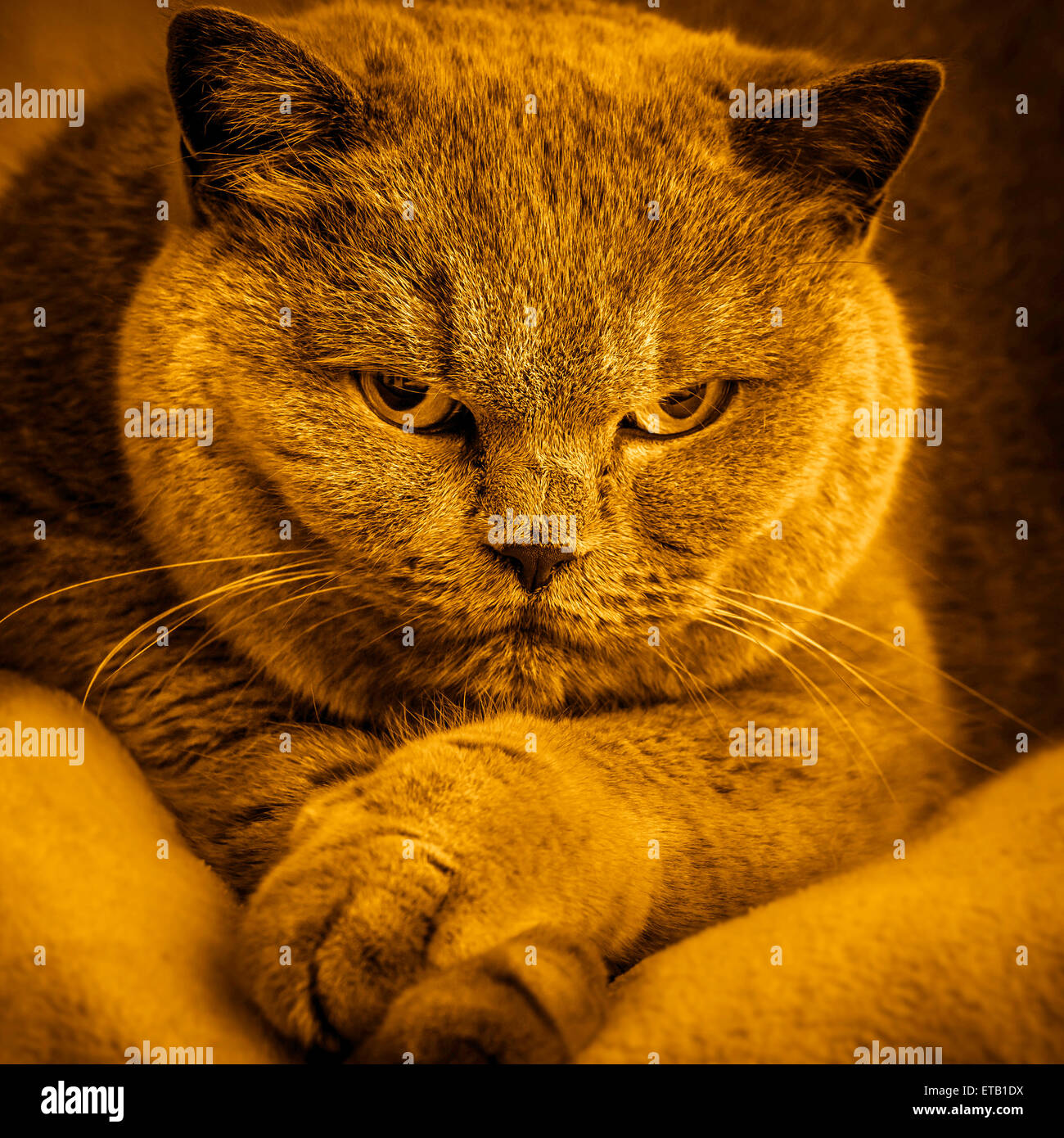 Portrait of old adorable purebred british cat Stock Photo - Alamy