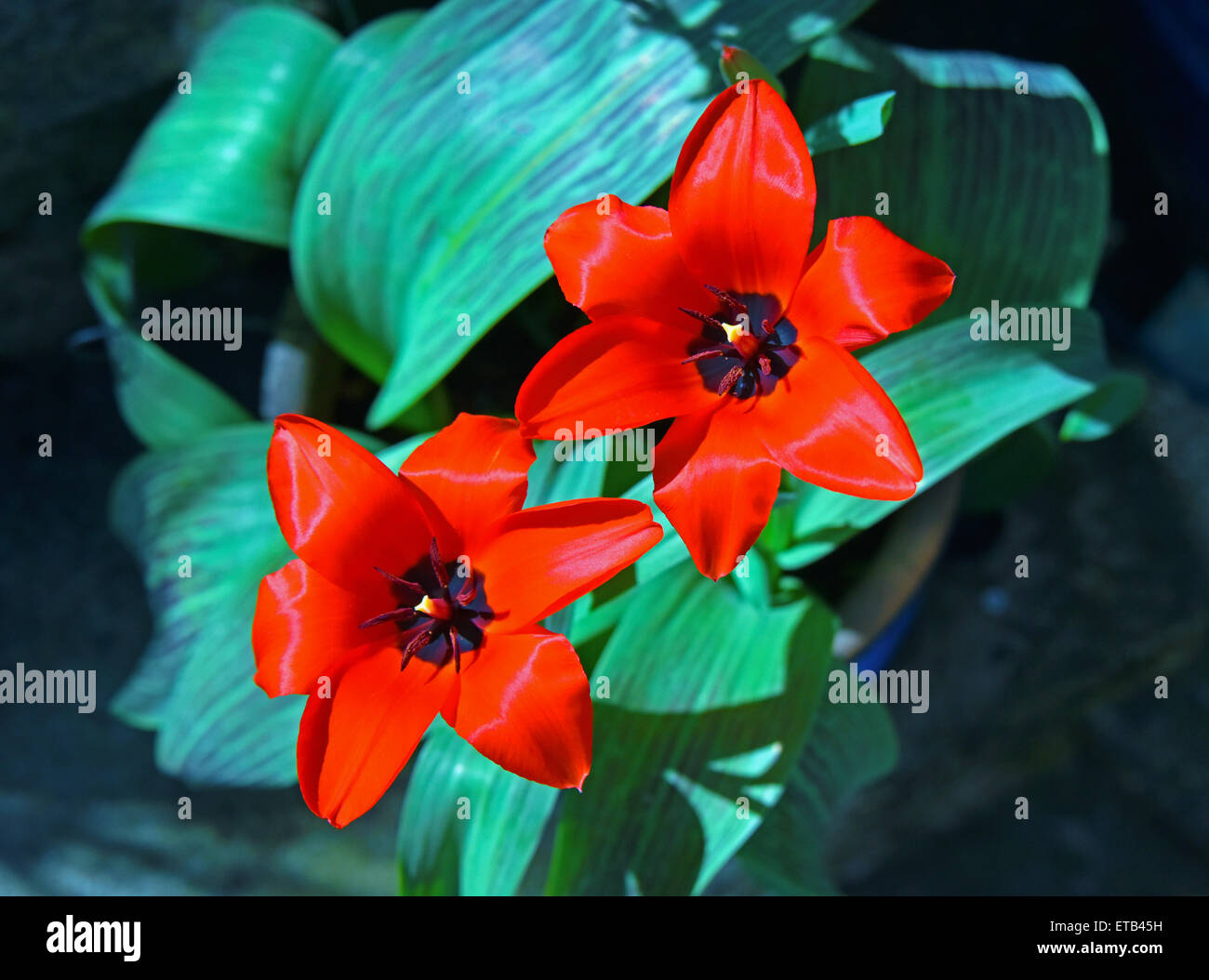 Middle eastern flower hi-res stock photography and images - Alamy
