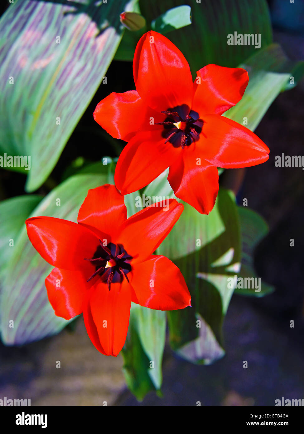 Middle eastern flower hi-res stock photography and images - Alamy