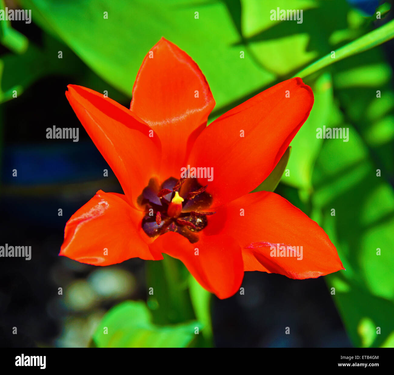 Middle eastern flower hi-res stock photography and images - Alamy