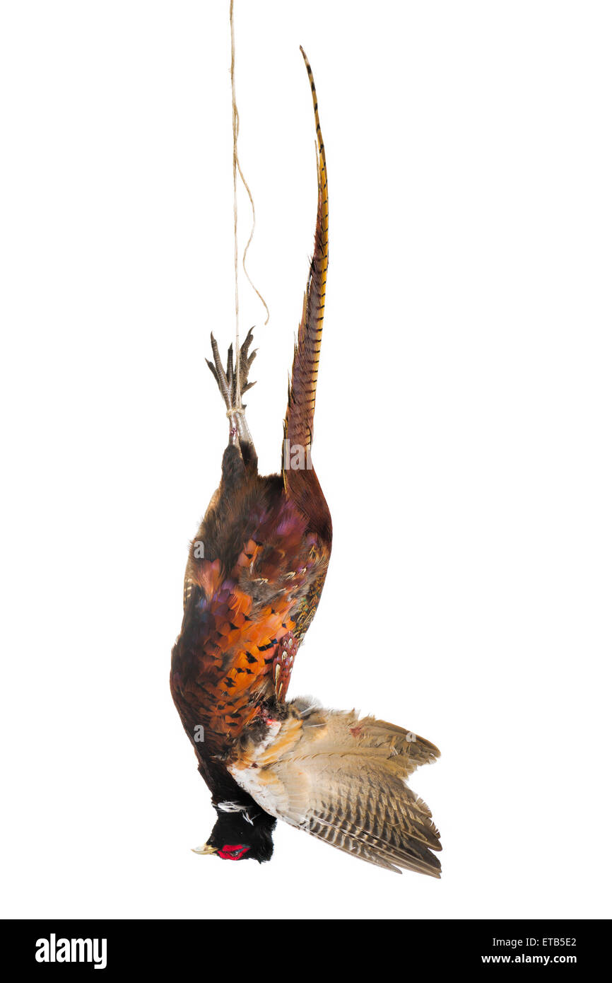 Dead pheasant hanging on a rope isolated on white Stock Photo - Alamy