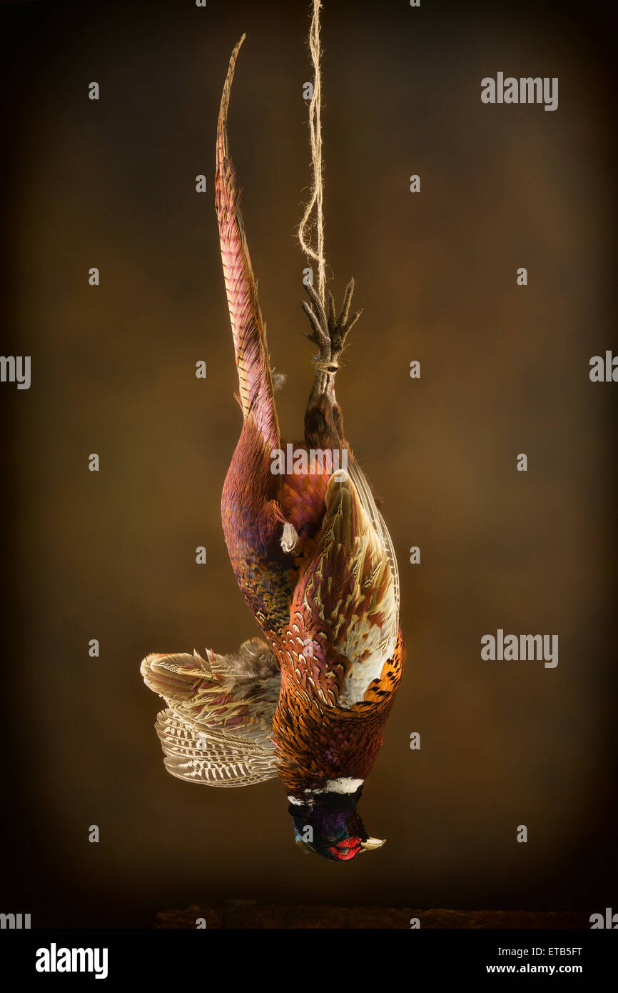 Hunting scene of a hanging pheasant in old master style Stock Photo - Alamy