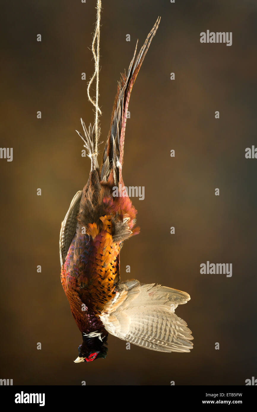 Hunting scene of a hanging pheasant in old master style Stock Photo - Alamy
