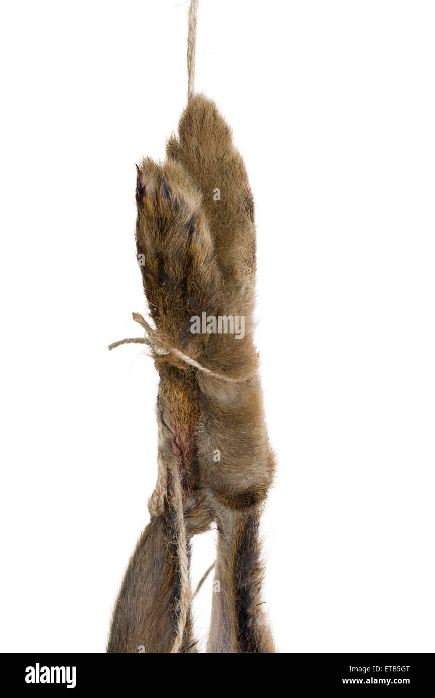 Paws of a dead hare hanging on a rope in an old master hunting still ...