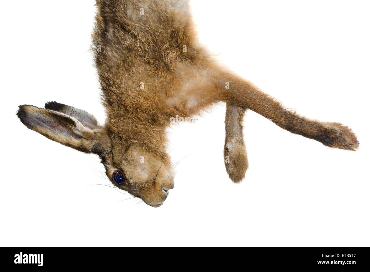 Hare Hunting High Resolution Stock Photography and Images - Alamy