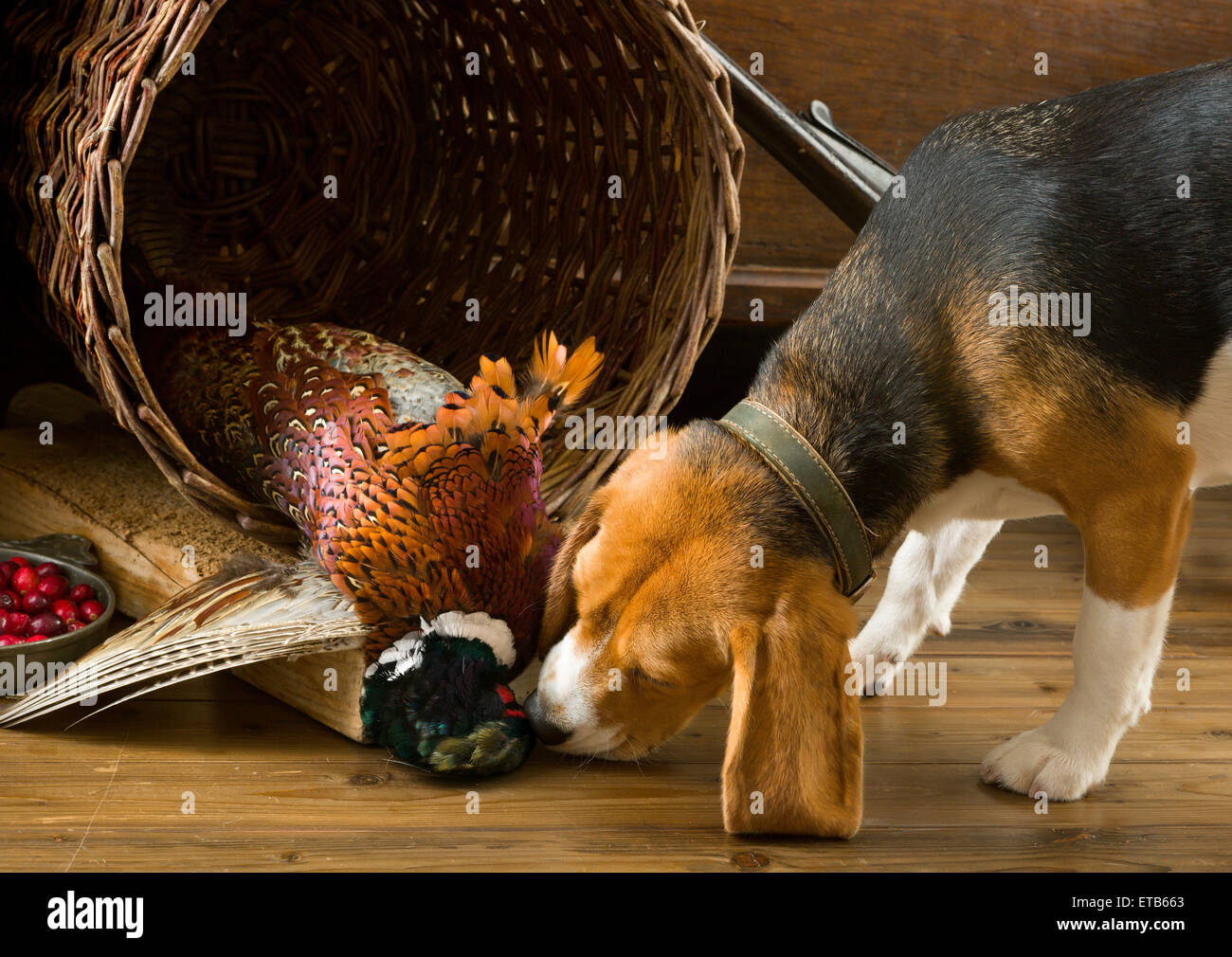 Young Beagle having a first experience as a hunting dog Stock Photo - Alamy