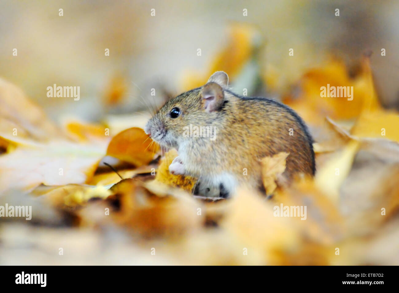 Field Mouse Burrow High Resolution Stock Photography and Images - Alamy