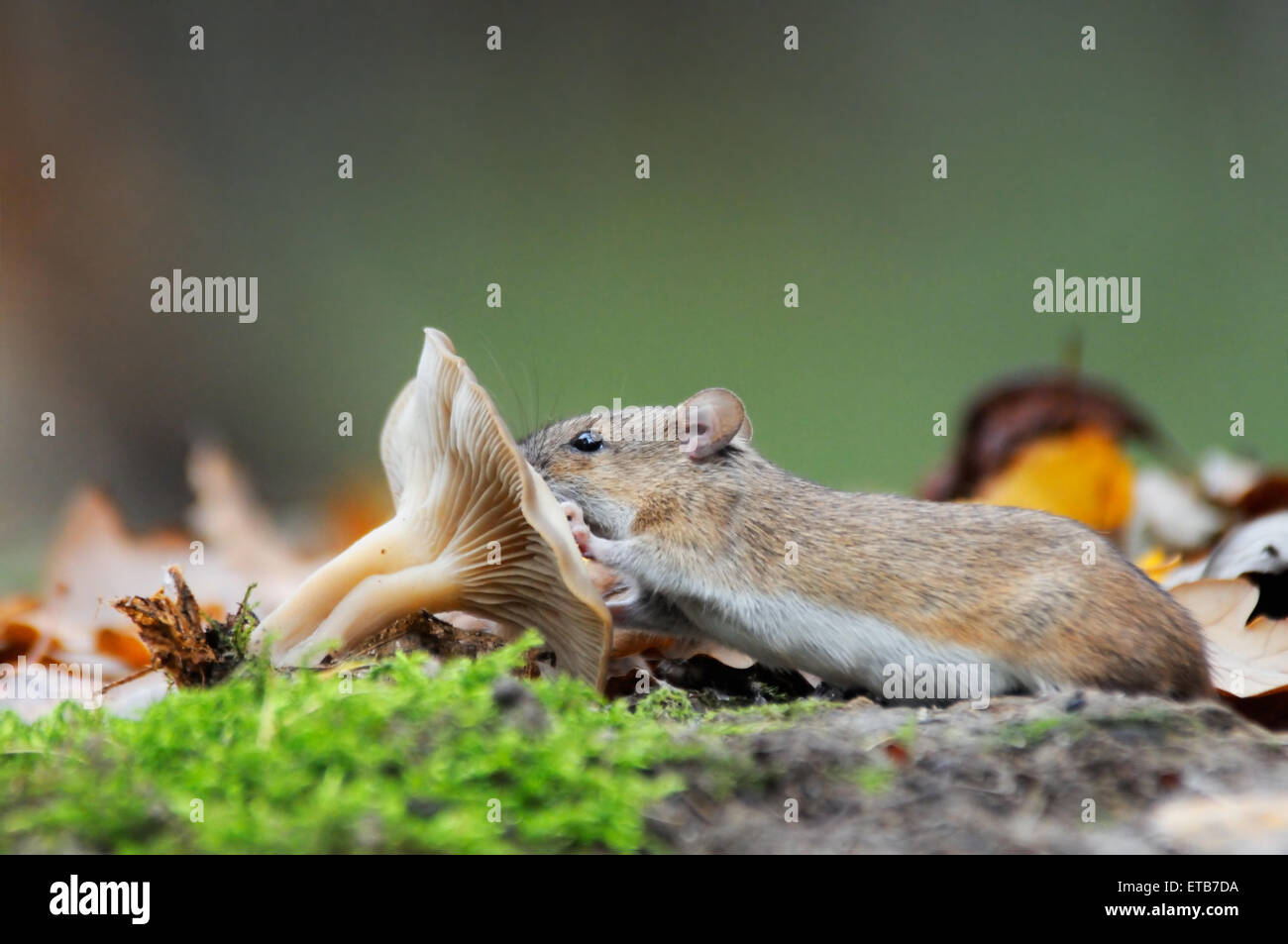 Eats mice hi-res stock photography and images - Alamy