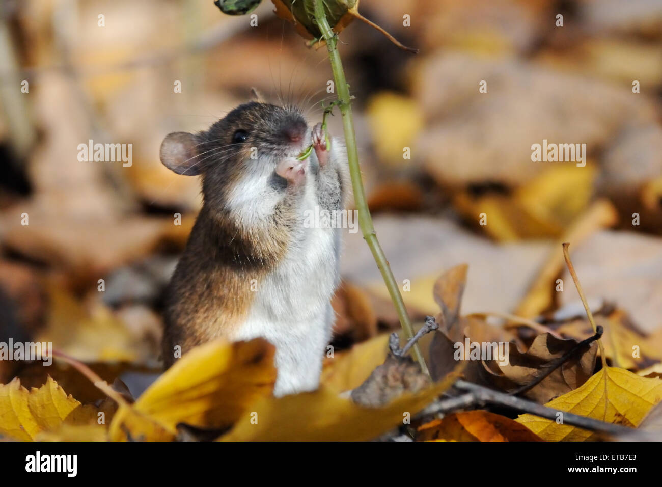Eats seeds seed hi-res stock photography and images - Alamy
