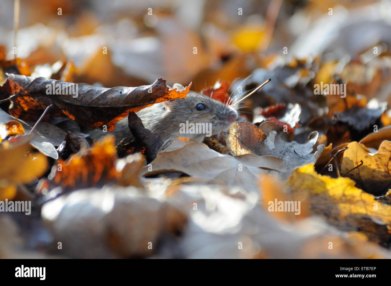 Mouse in leaves hi-res stock photography and images - Alamy