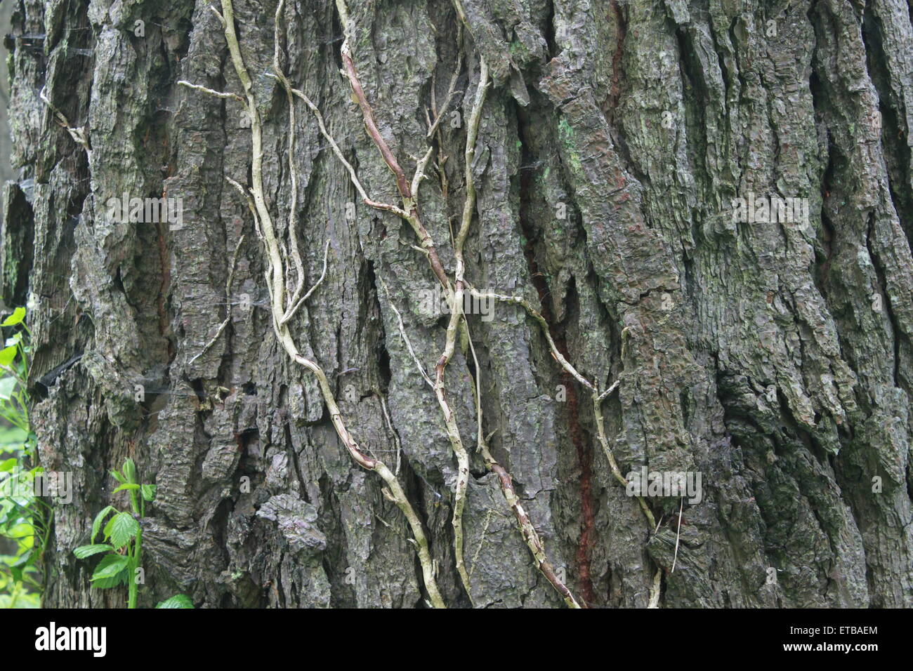 treetrunk with corrugated bark Stock Photo - Alamy