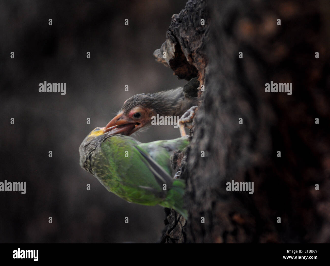 Probing for insects hi-res stock photography and images - Alamy