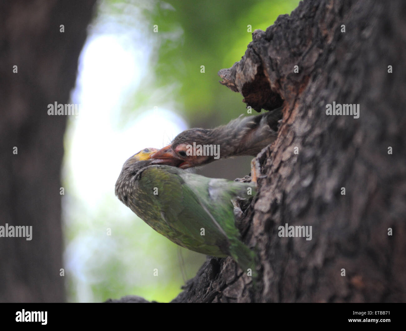 Delhi, India. 12th June, 2015. A mother woodpecker feeding her young ...