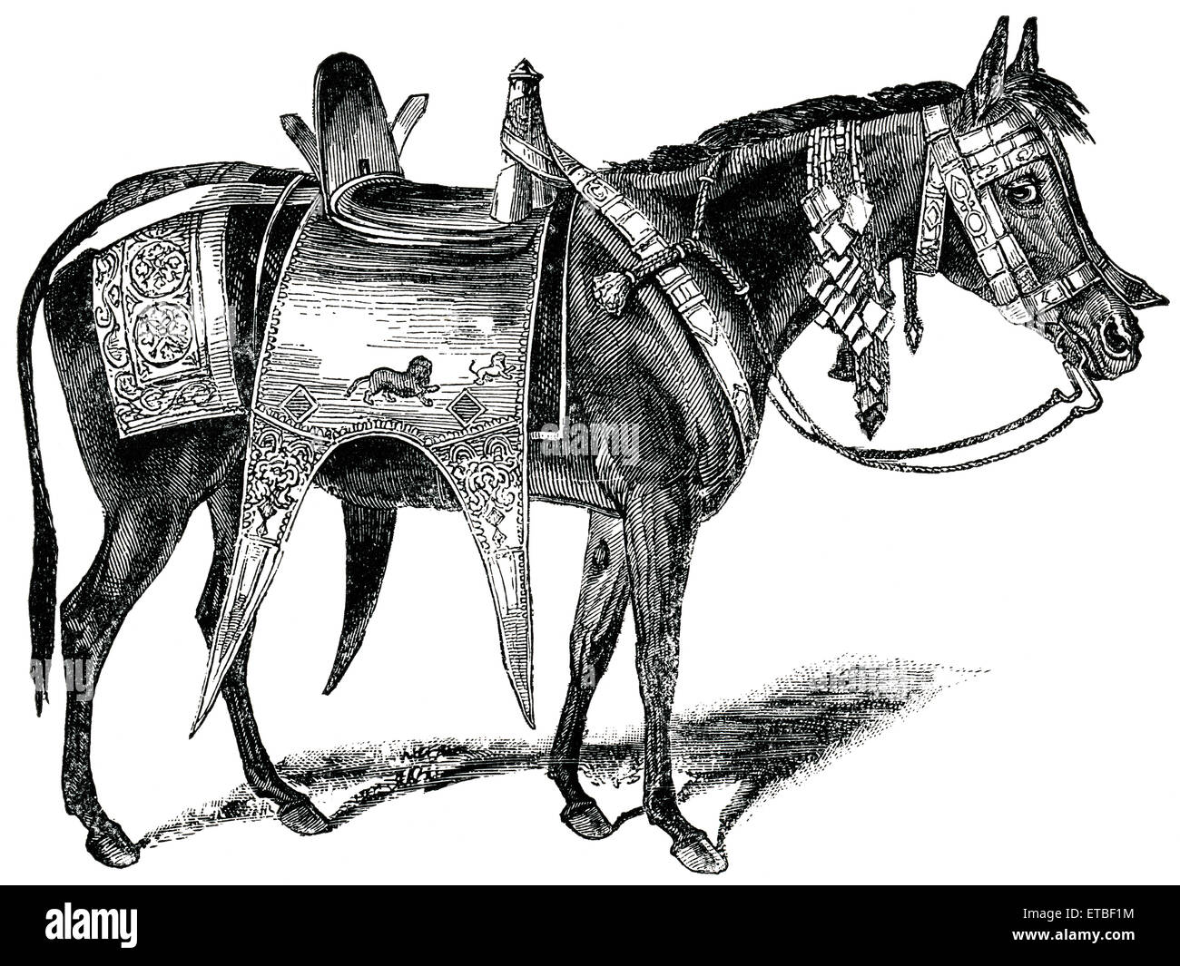 Black horse carriers hi-res stock photography and images - Alamy