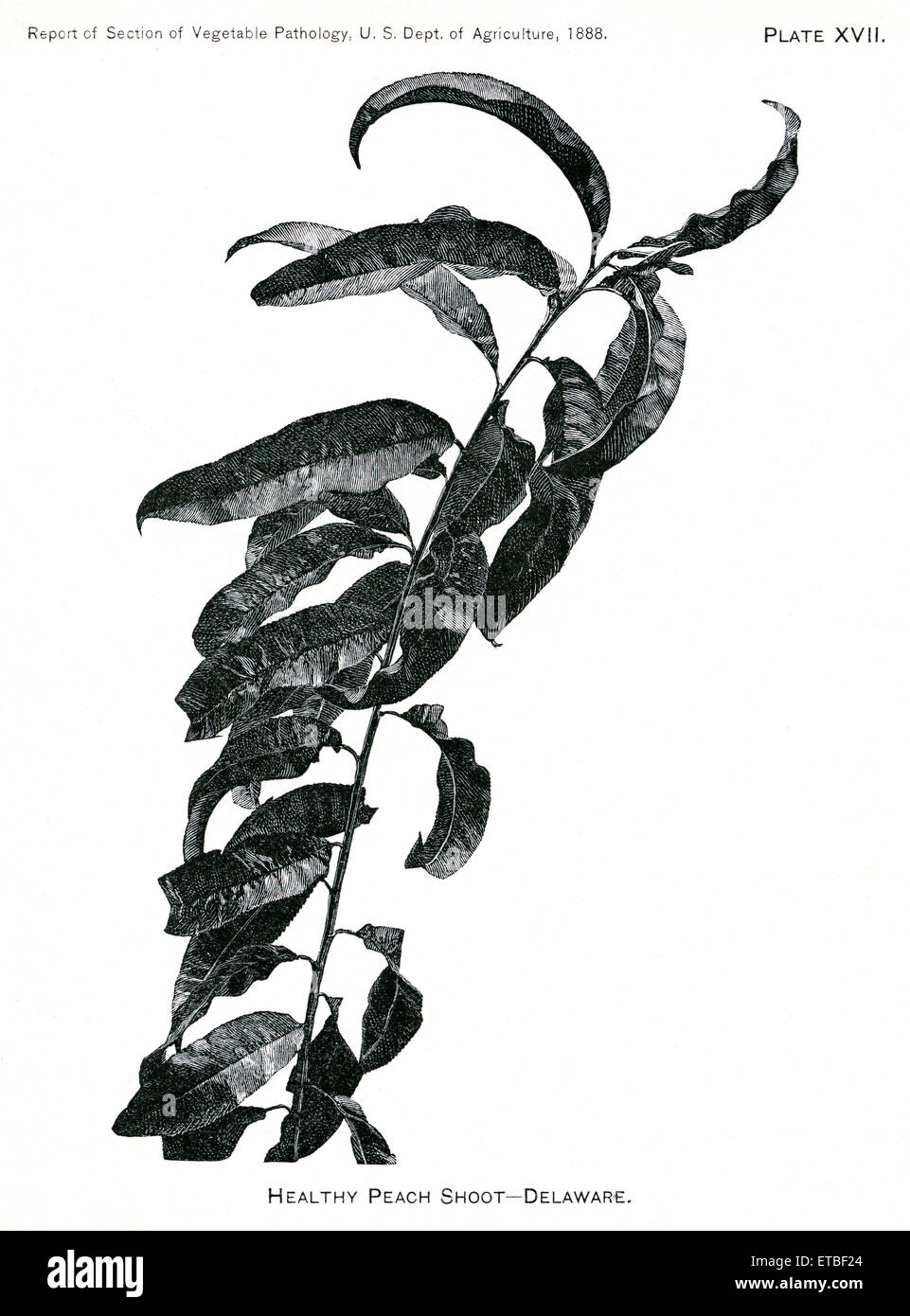 Peach illustration hi-res stock photography and images - Alamy