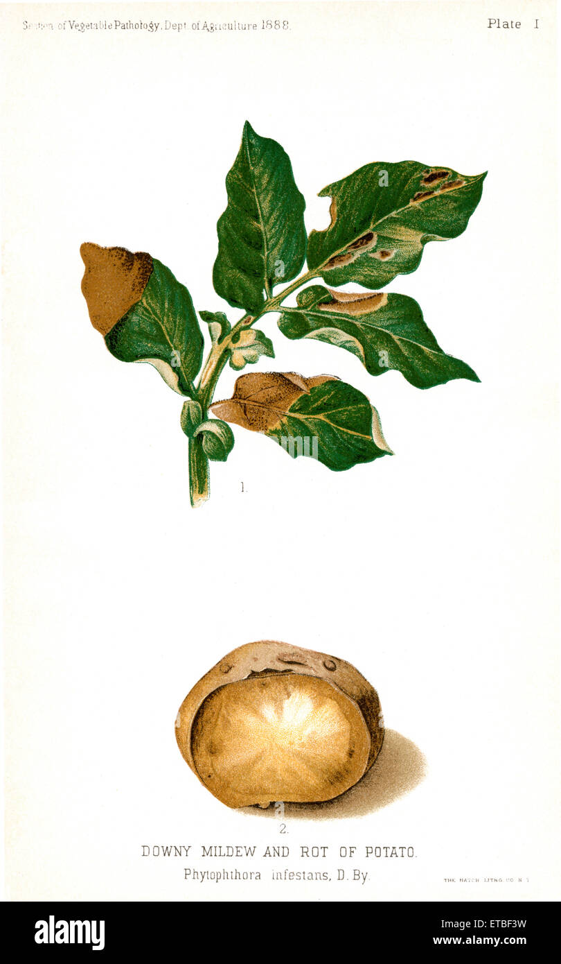 Downy mildew rot potato phytophthora hi-res stock photography and ...
