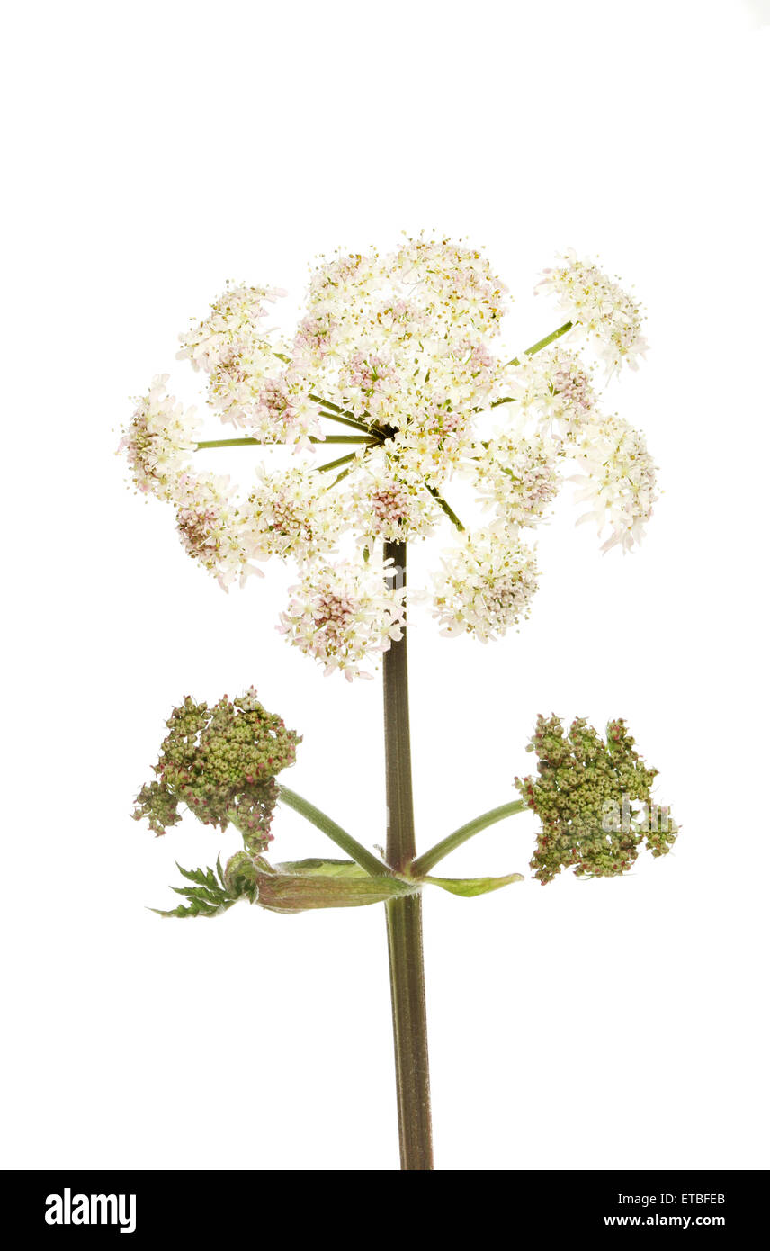 Wild carrot, daucus carota, flowers buds and foliage isolated against ...