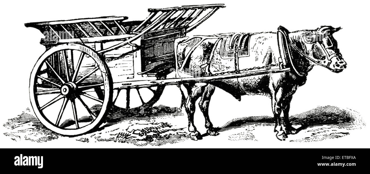 Rural Ox-Cart, England, "Classical Portfolio of Primitive Carriers", by ...