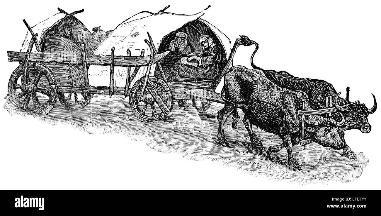 Oxen Pulling Wagon Line Drawing Oxen Pulling Covered Wagon Hi Res