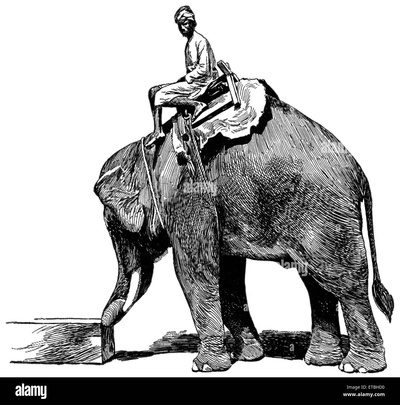 The elephant man Black and White Stock Photos & Images - Alamy