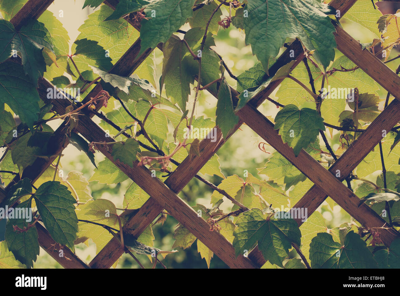 green vine leaves with vintage style Stock Photo - Alamy