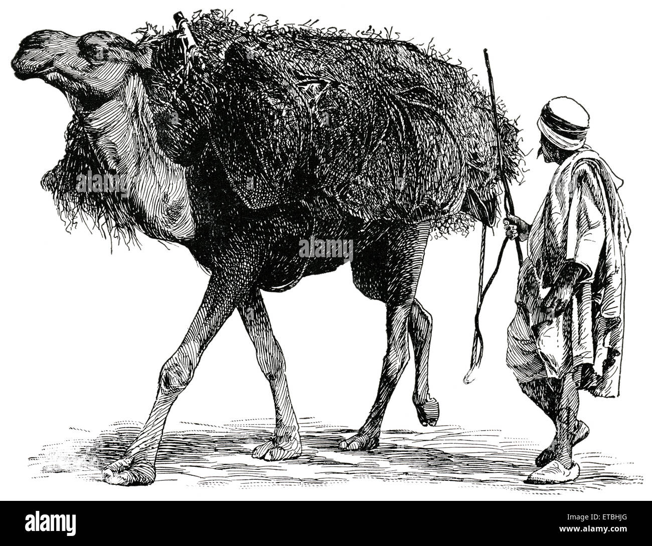 Halfa grass Cut Out Stock Images & Pictures - Alamy