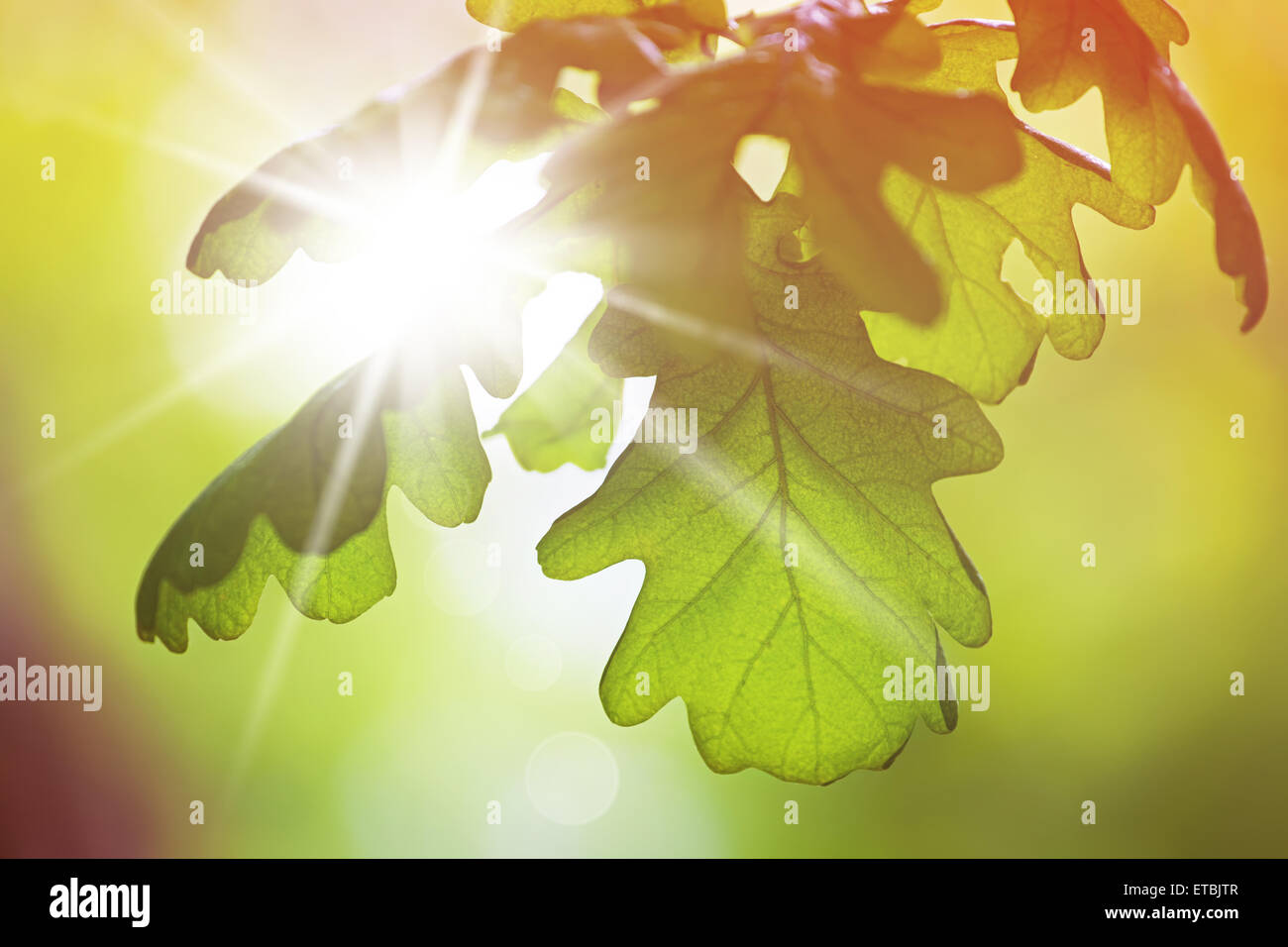 Oak tree leaves with sun in spring hi-res stock photography and images ...