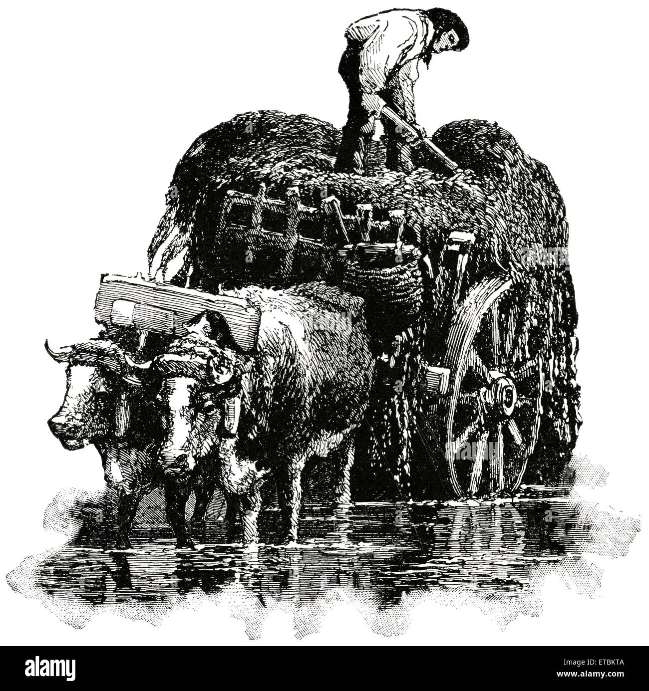 Ox oxen transportation High Resolution Stock Photography and Images - Alamy