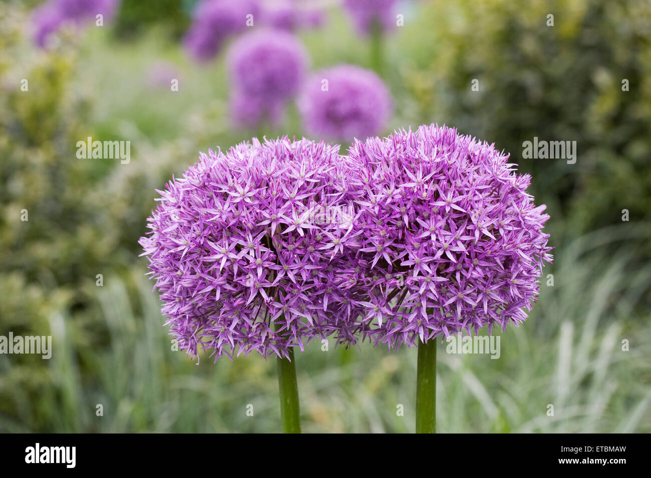 Alliums flowering flower hi-res stock photography and images - Alamy